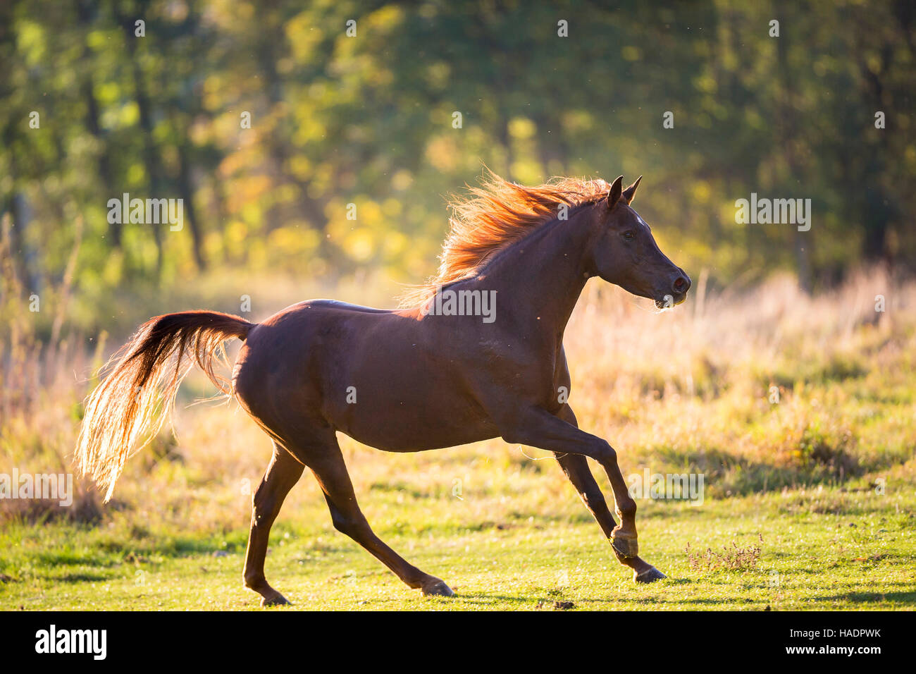 Cheval Arabe. Jument alezane galoper sur un pâturage. Allemagne Photo ...