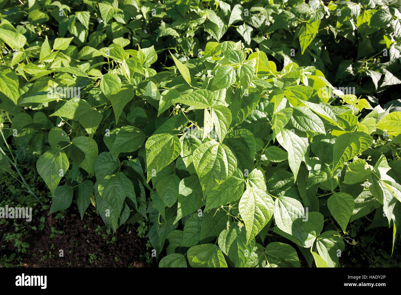 Le haricot commun (Phaseolus vulgaris) dans un lit Photo Stock - Alamy