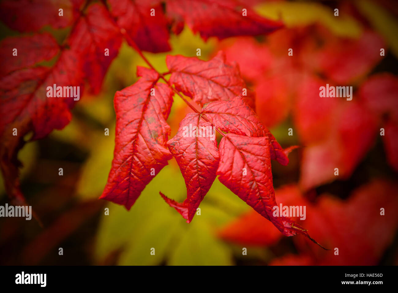 Feuille rouge Banque de photographies et d’images à haute résolution ...
