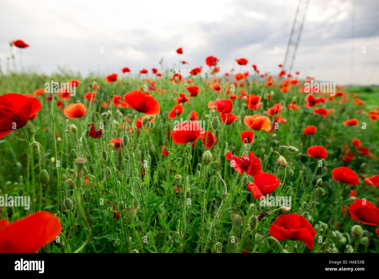 Champ coquelicots Banque de photographies et d’images à haute ...