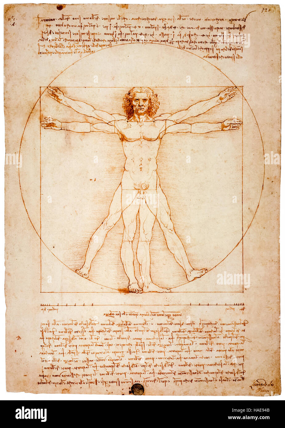 "Homme de Vitruve" (L'Uomo Vitruviano) par Léonard de Vinci (1452-1519 ...