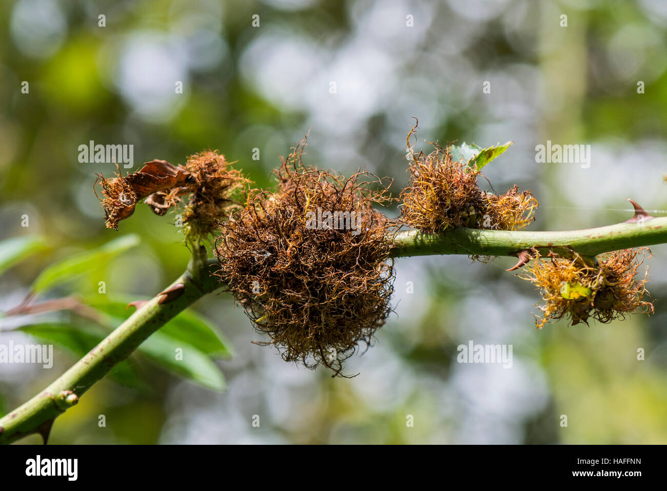 La rose bedeguar galle, Robin's pincushion gall, moss ou Diplolepis ...