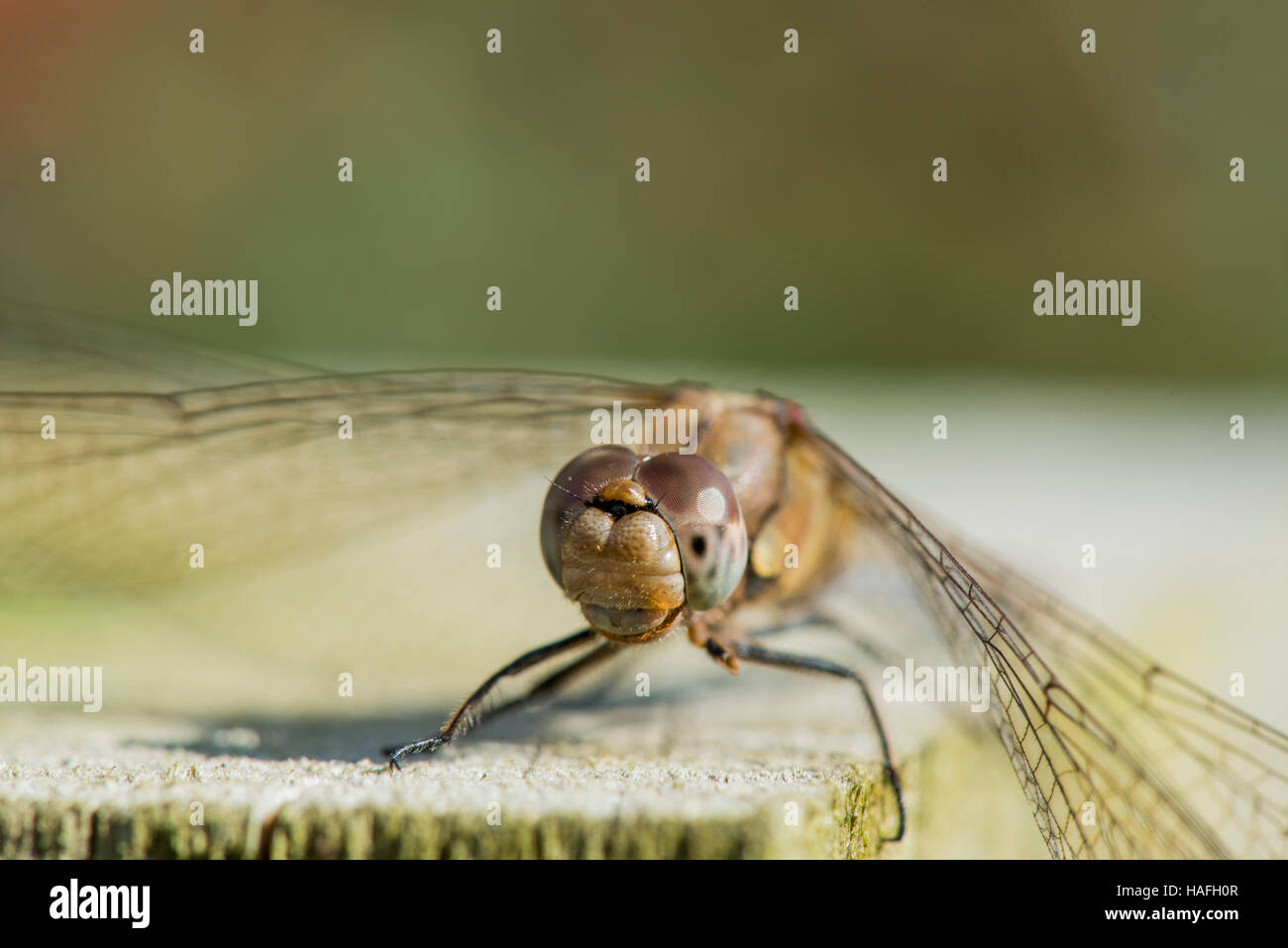 Sympetrum striolatum female Banque de photographies et d’images à haute ...