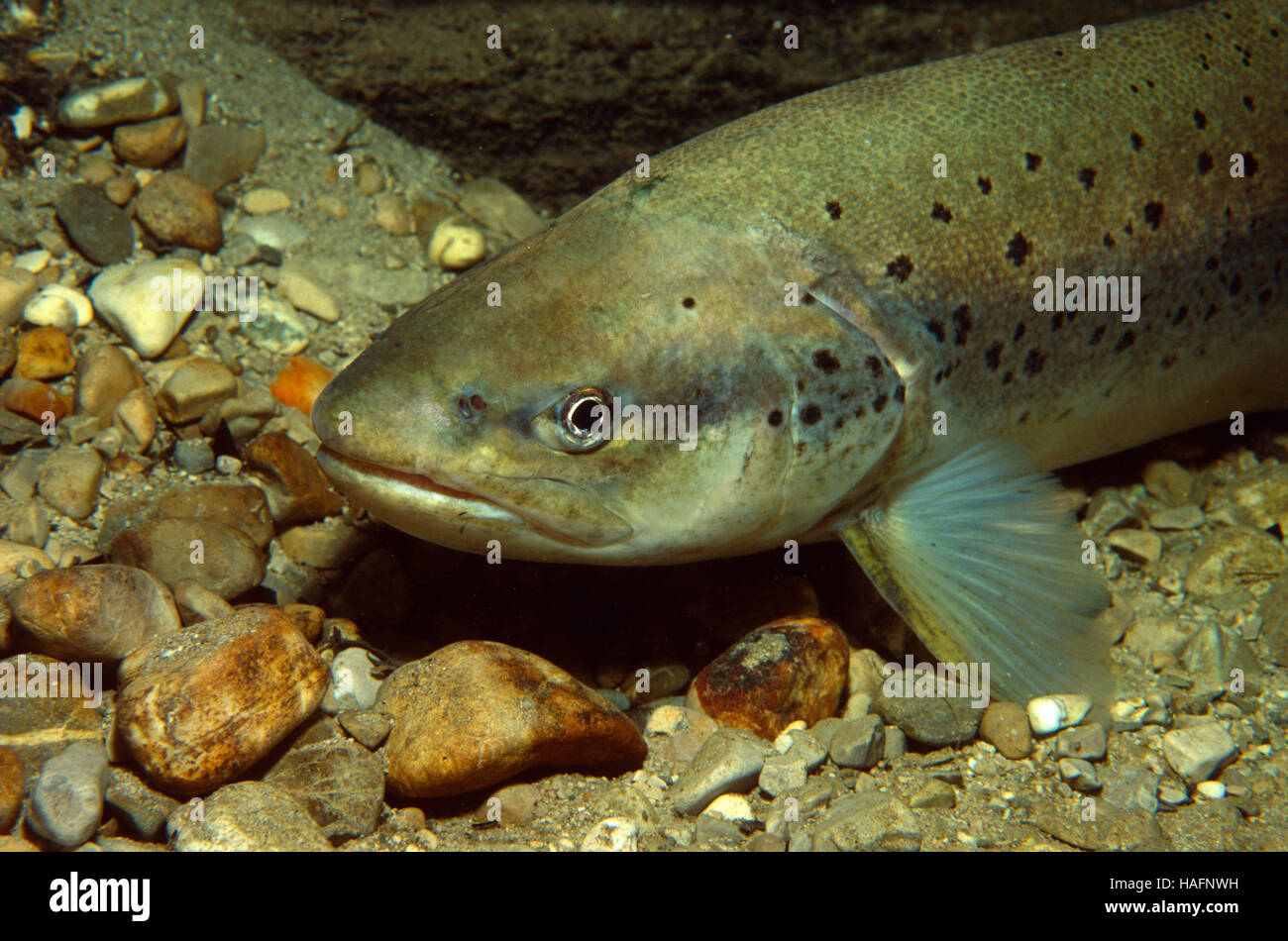 Salmo trutta lacustris Banque de photographies et d’images à haute ...