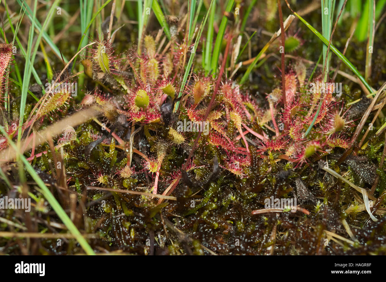 Le rossolis à feuilles rondes (Drosera rotundifolia), plante carnivore ...