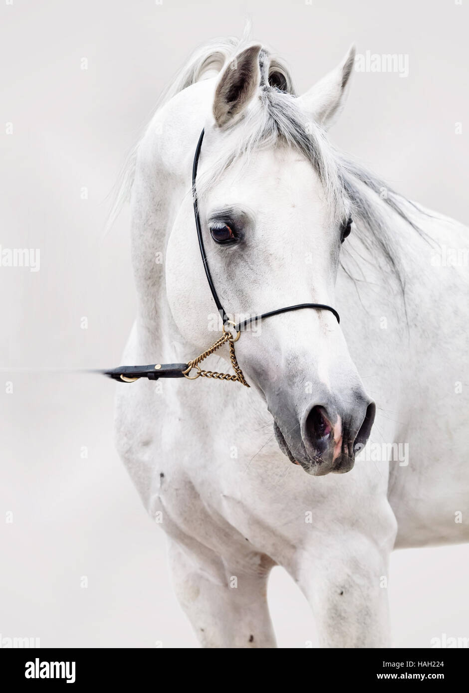 Cheval blanc arabe Banque de photographies et d’images à haute ...