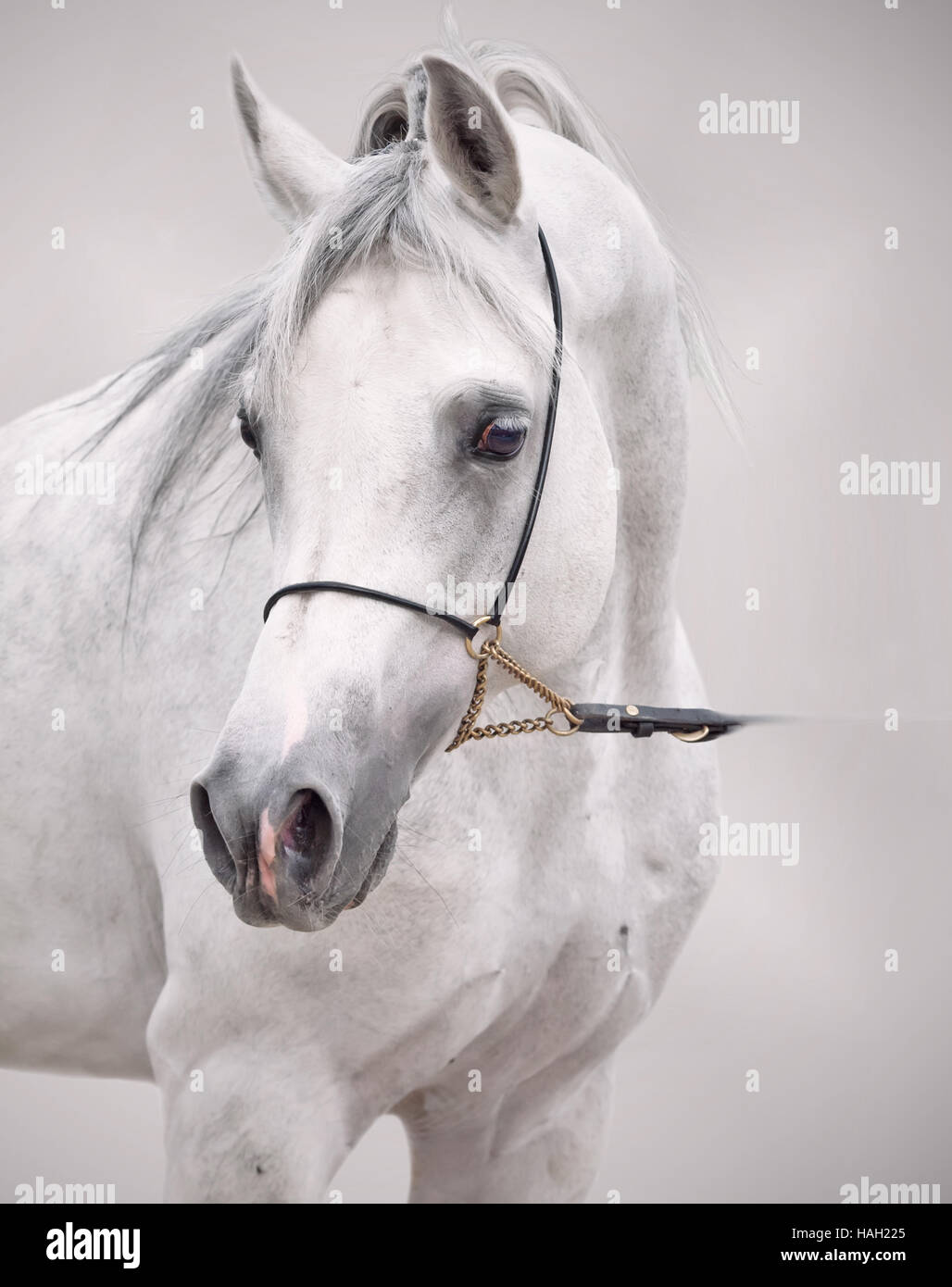Cheval blanc arabe Banque de photographies et d’images à haute ...