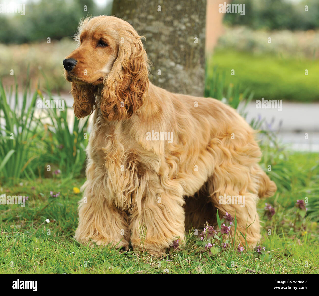 Cocker Anglais golden au printemps woods Photo Stock - Alamy