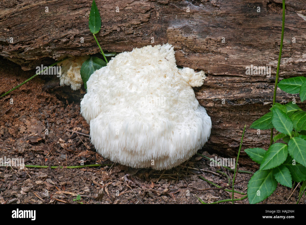 Lions mane mushroom Banque de photographies et d’images à haute ...