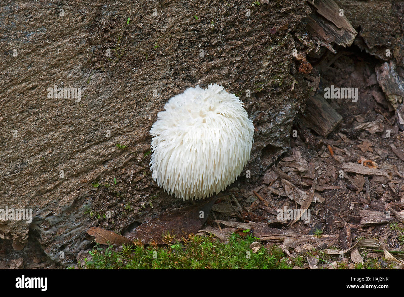 Lions mane mushroom Banque de photographies et d’images à haute ...