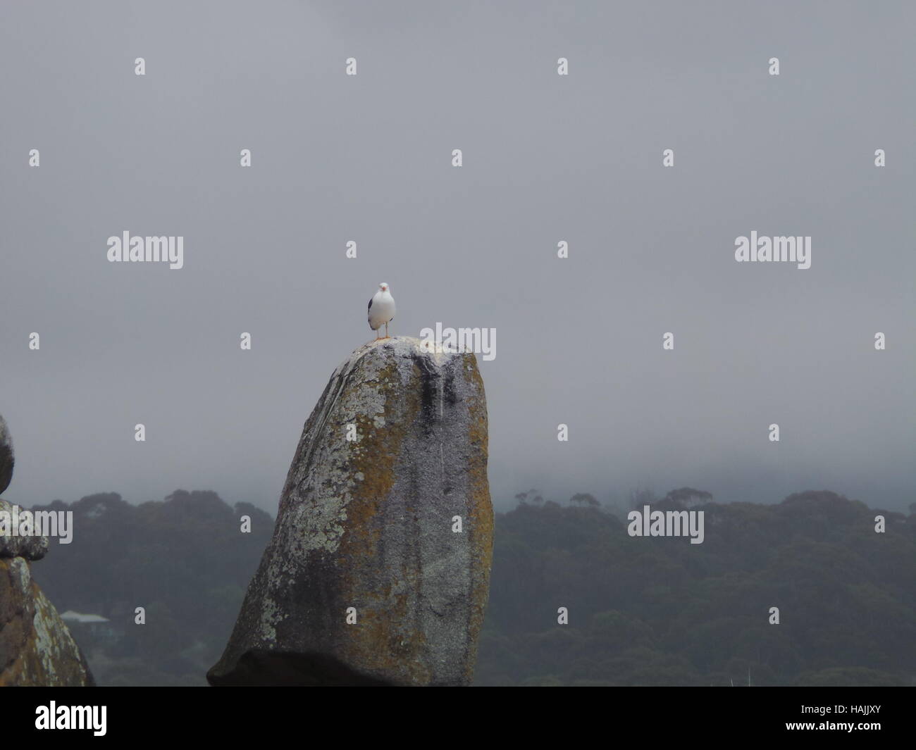 Oiseau seul Banque de photographies et d’images à haute résolution - Alamy