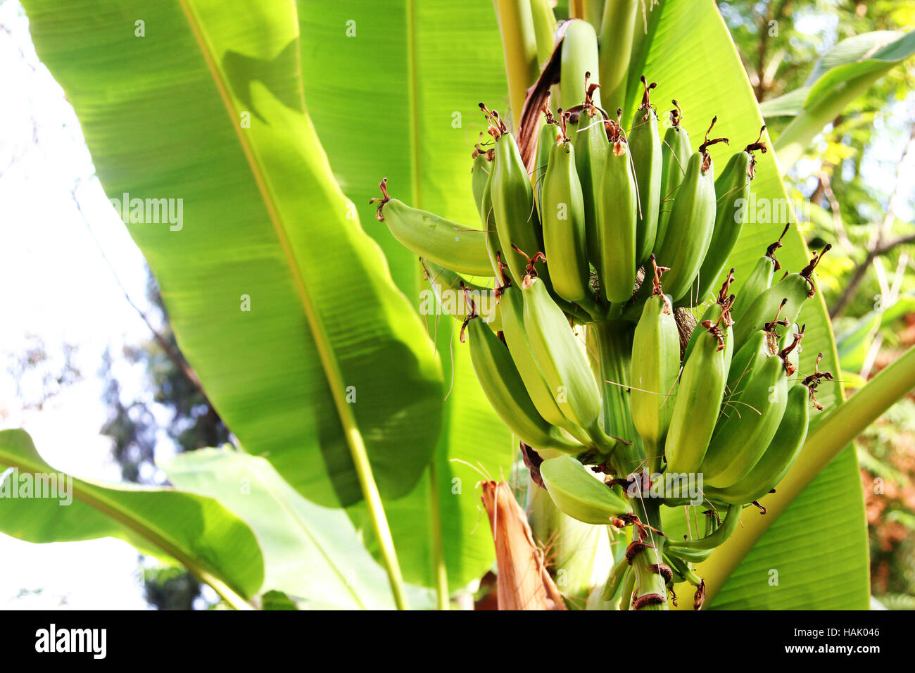 Bananier dans la jungle Photo Stock - Alamy