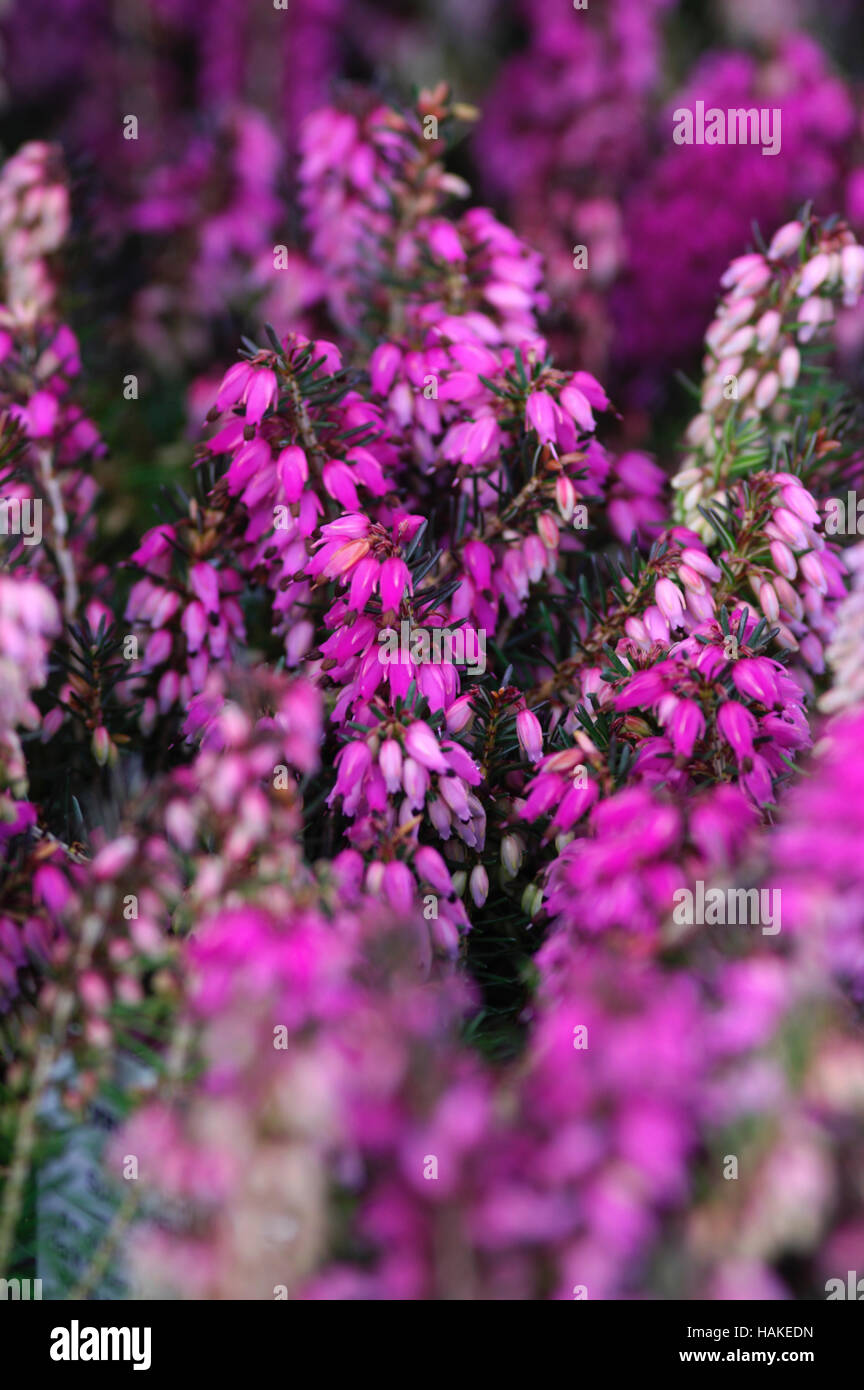 Erica carnea Myretoun Ruby Photo Stock - Alamy