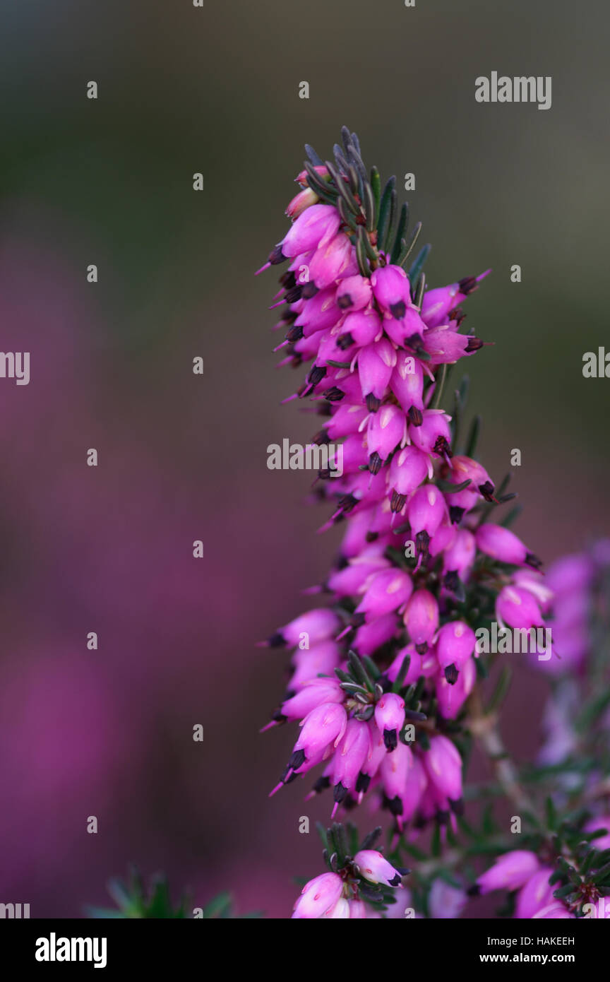 Erica darleyensis kramers red Banque de photographies et d’images à ...