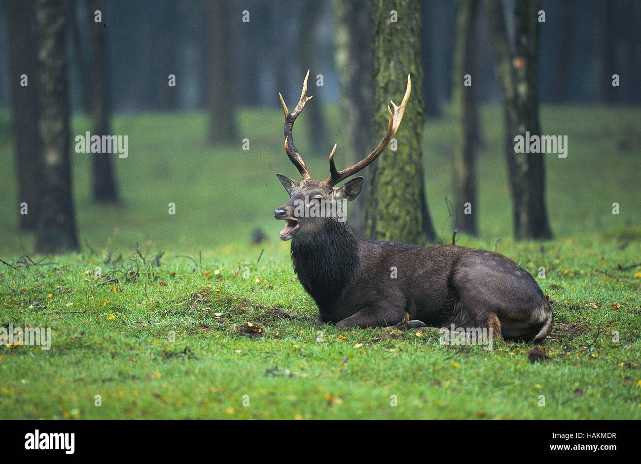Dybowski sika cervus nippon dybowskii Banque de photographies et d ...