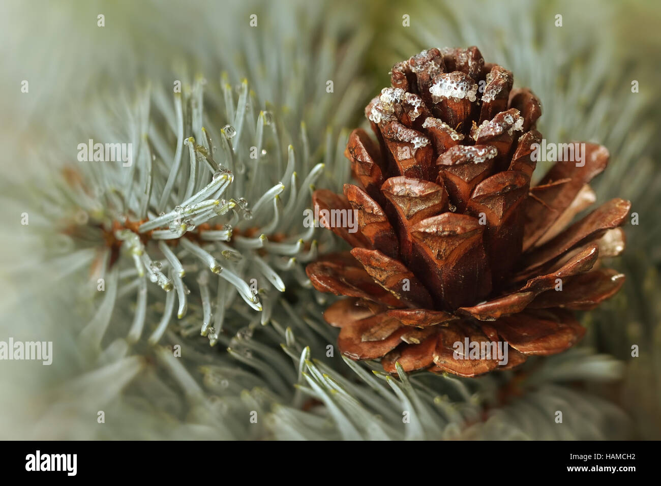 Cocotte de pin Banque de photographies et d’images à haute résolution ...