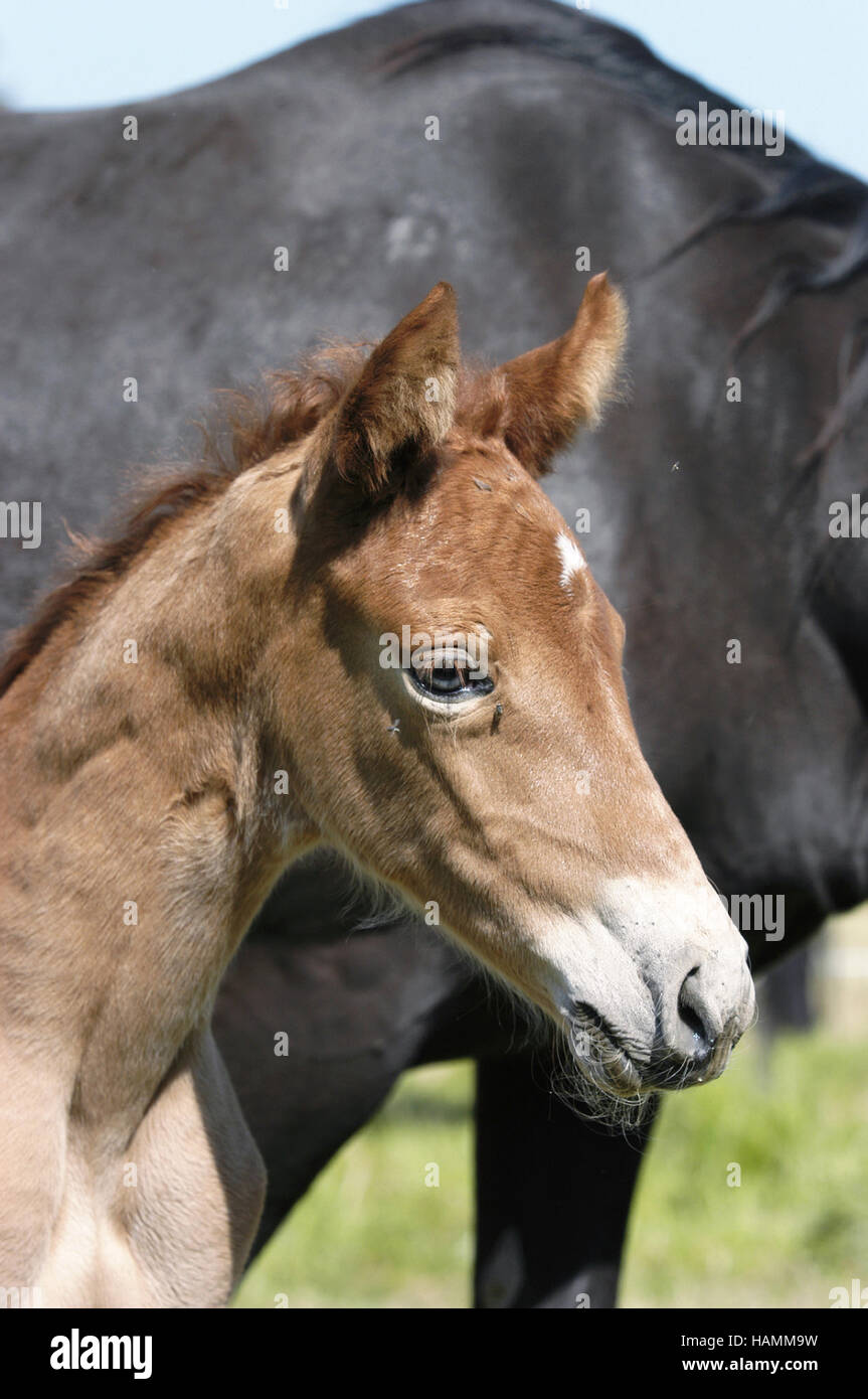 Tennessee walker horse Banque de photographies et d’images à haute ...