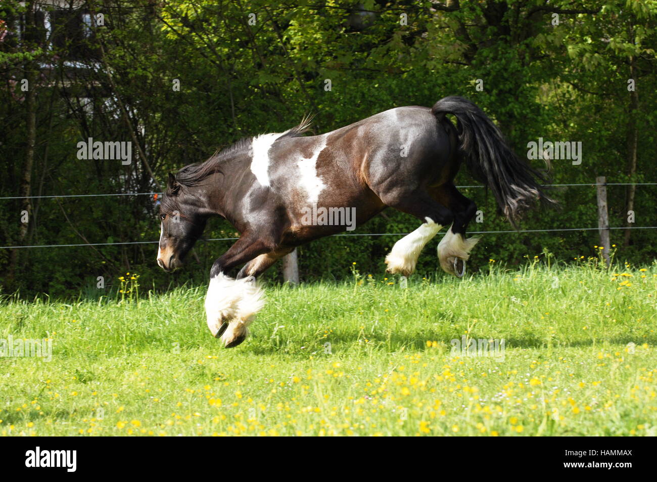Irish tinker pferde Banque de photographies et d’images à haute ...