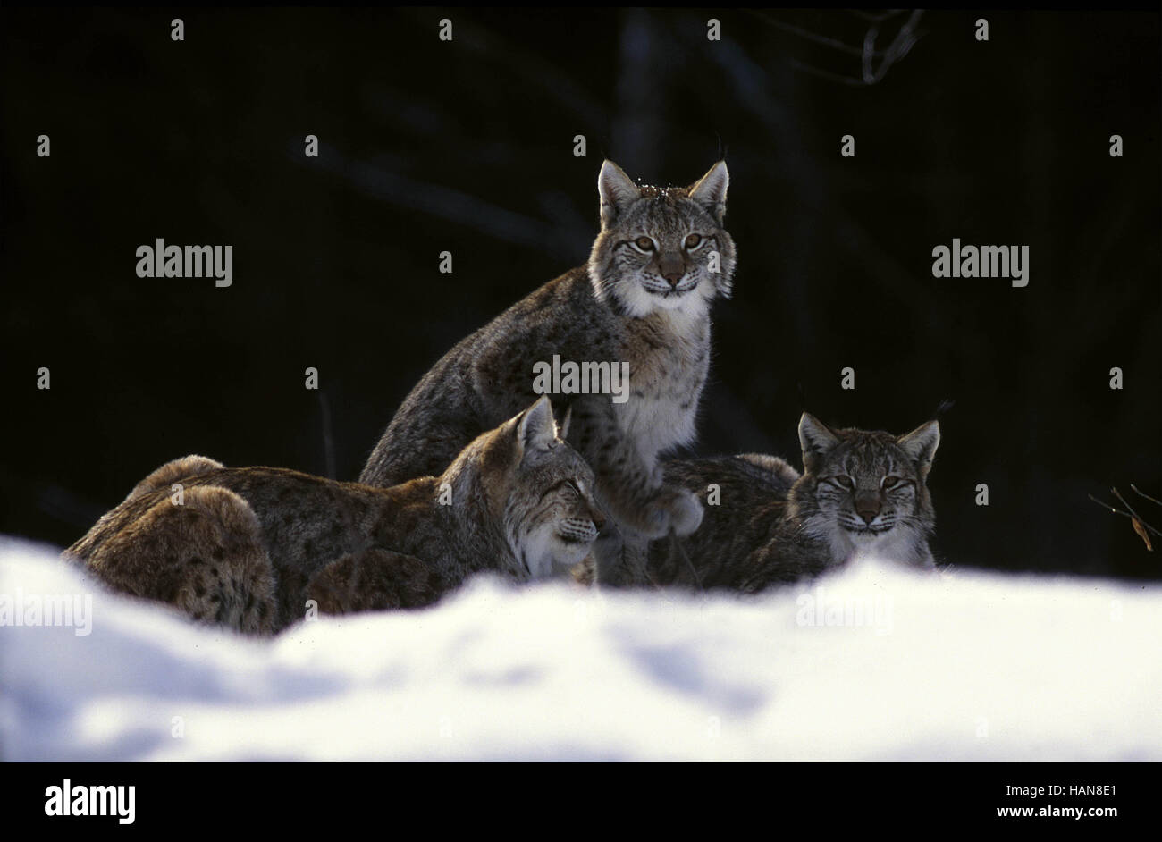 Genre de lynx Banque de photographies et d’images à haute résolution - Alamy