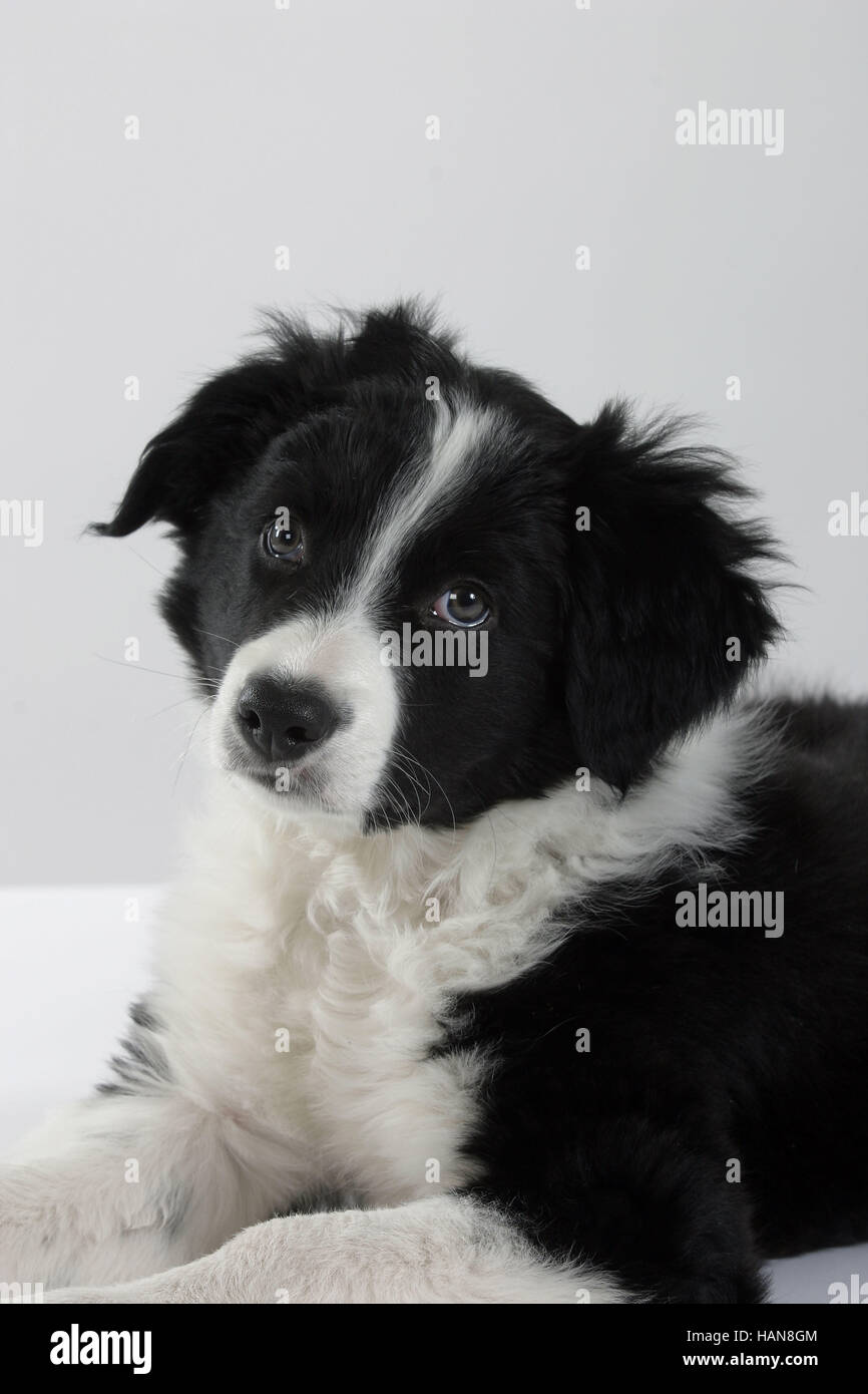 Chiots border collie Banque de photographies et d’images à haute ...