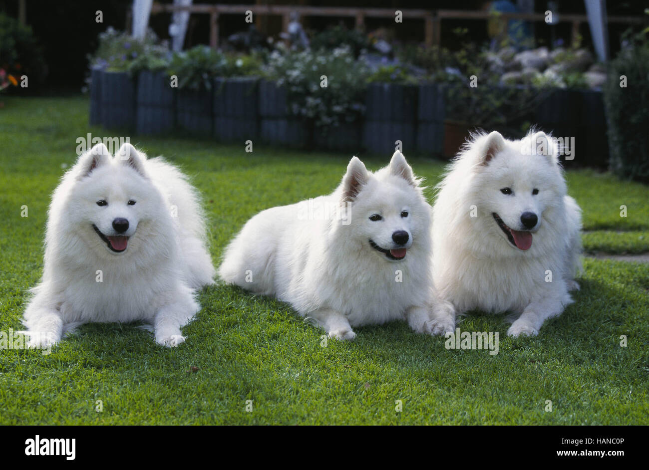 Samoyed group Banque de photographies et d’images à haute résolution ...