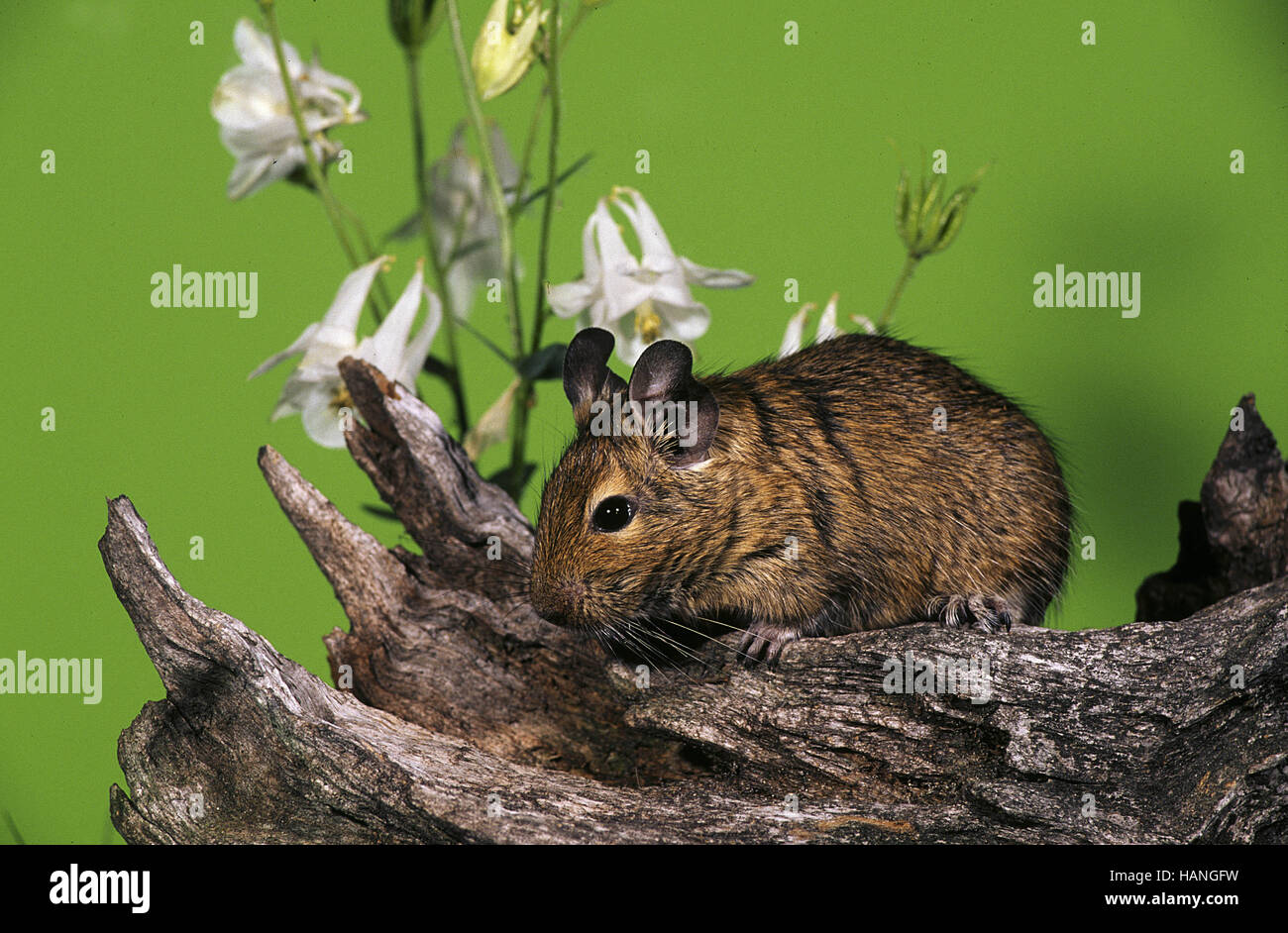 Octodon degus Banque de photographies et d’images à haute résolution ...
