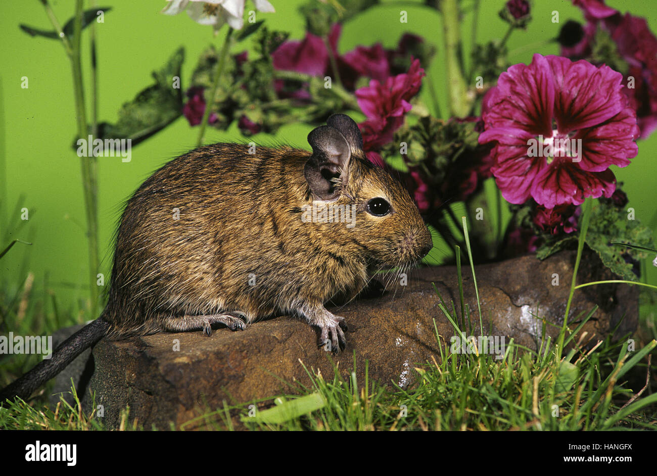 Octodon degus Banque de photographies et d’images à haute résolution ...