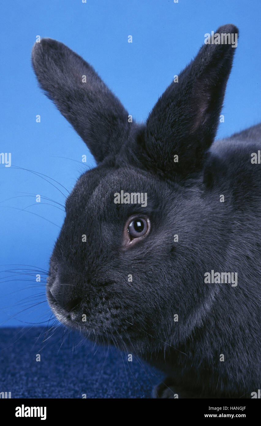 Vienna blue rabbits Banque de photographies et d’images à haute ...