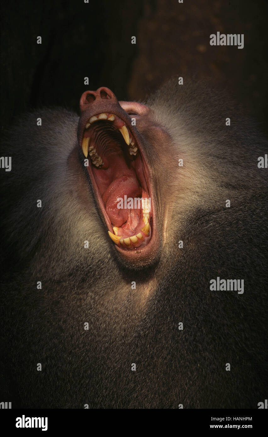 Baboon teeth Banque de photographies et d’images à haute résolution - Alamy