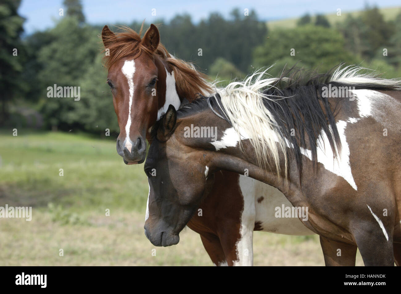 Cheval nan Banque de photographies et d’images à haute résolution - Alamy