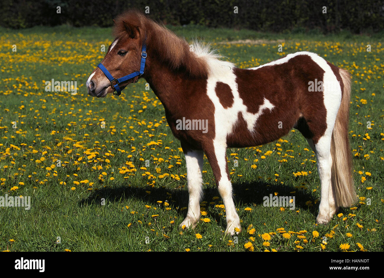 Mix breed Banque de photographies et d’images à haute résolution - Alamy