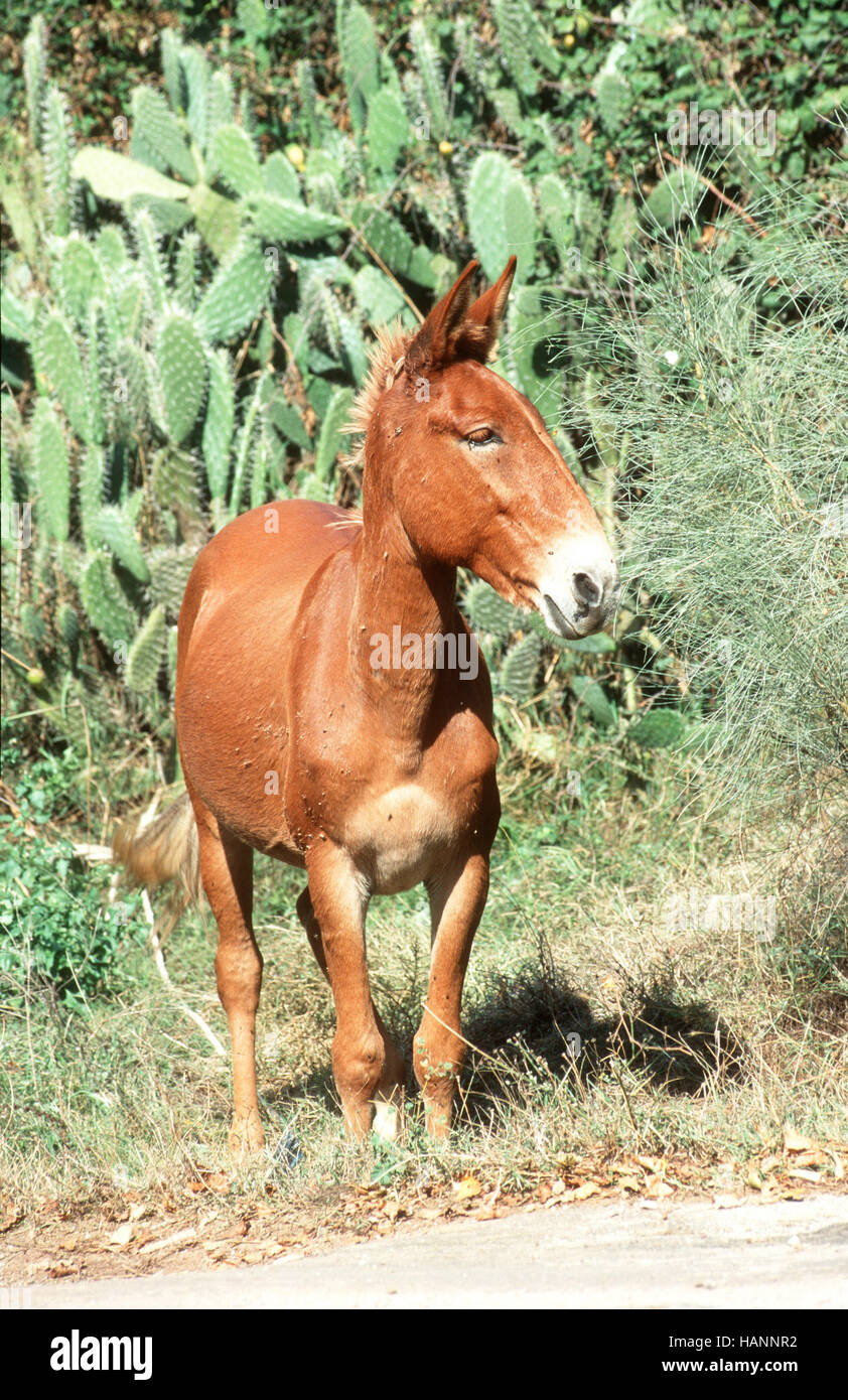 Esel x pferd Banque de photographies et d’images à haute résolution - Alamy