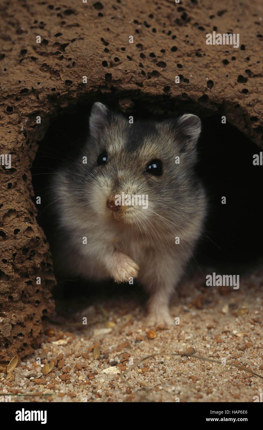 Hamster nain Banque de photographies et d’images à haute résolution - Alamy