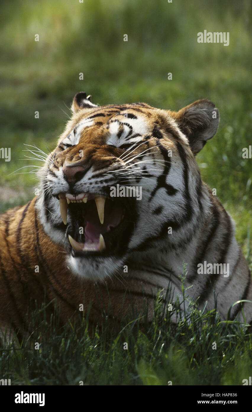 Bengaltiger royal Banque de photographies et d’images à haute ...