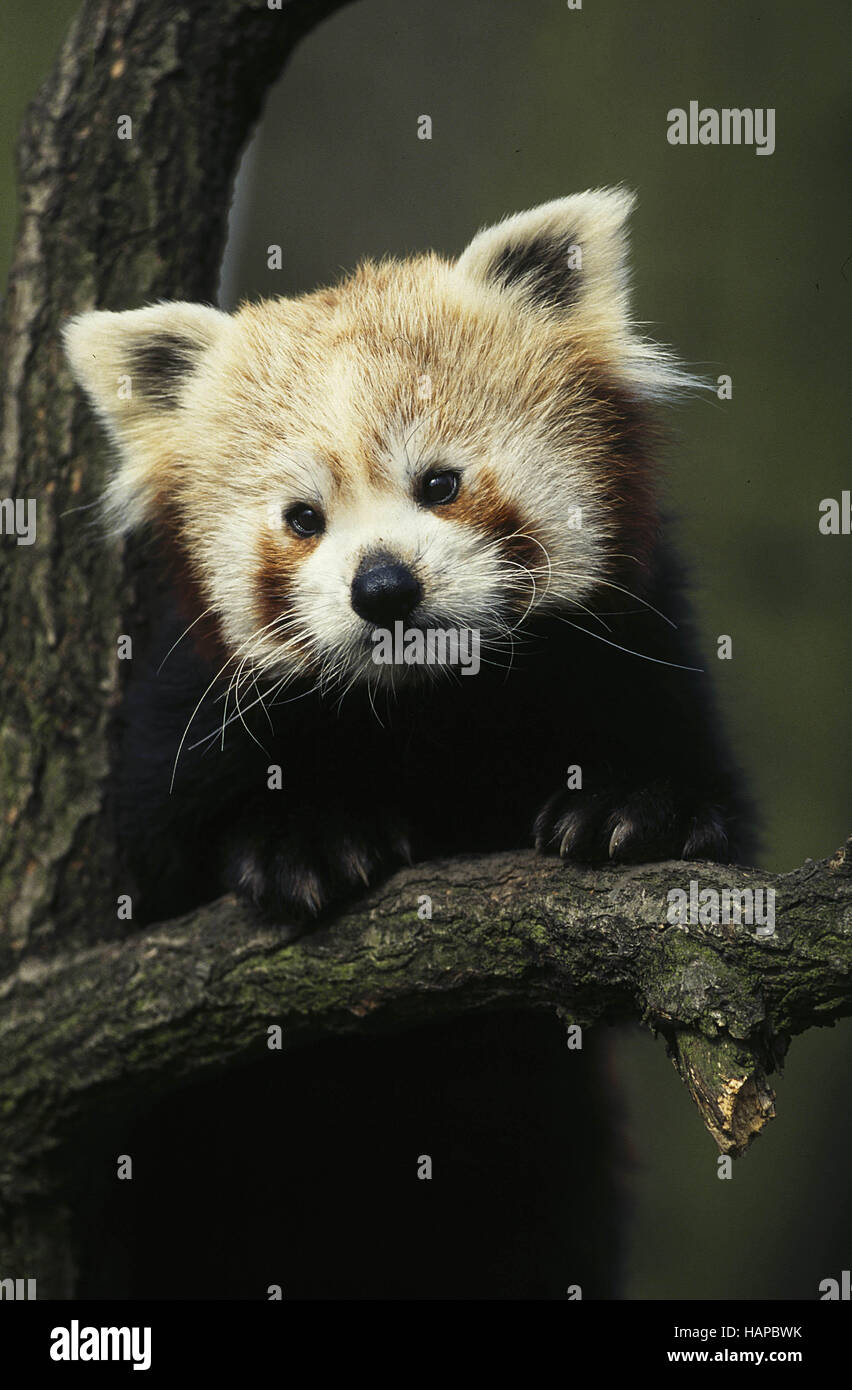 Panda adulte Banque de photographies et d’images à haute résolution - Alamy