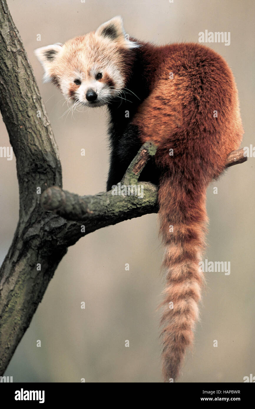 Panda rojo Banque de photographies et d’images à haute résolution - Alamy