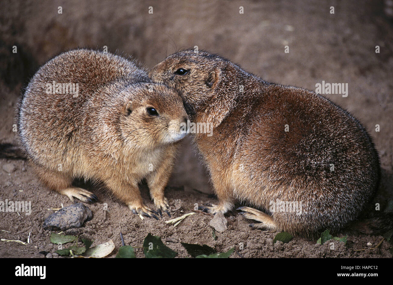 Chien de prairie des plaines Banque de photographies et d’images à ...