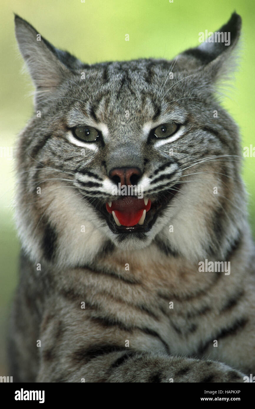 Lynx rufus Banque de photographies et d’images à haute résolution - Alamy