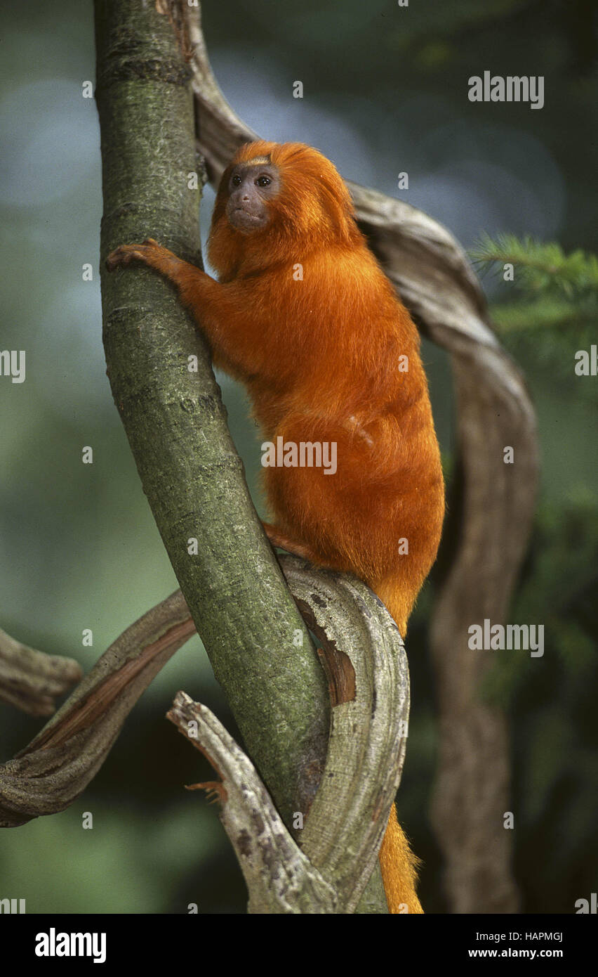 Lion singe Banque de photographies et d’images à haute résolution - Alamy