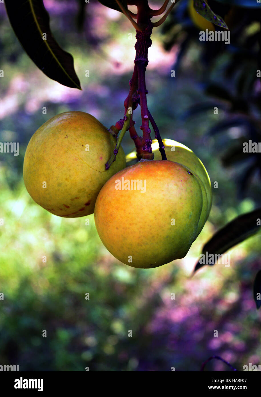 Arbre fruitier pour un petit jardin Banque de photographies et d’images ...