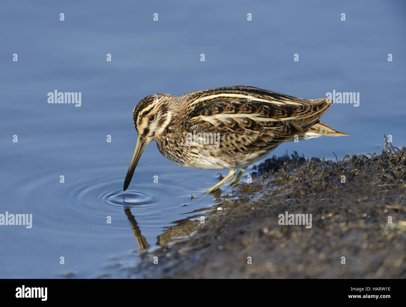 Jack snipe lymnocryptes minimus adulte Banque de photographies et d ...