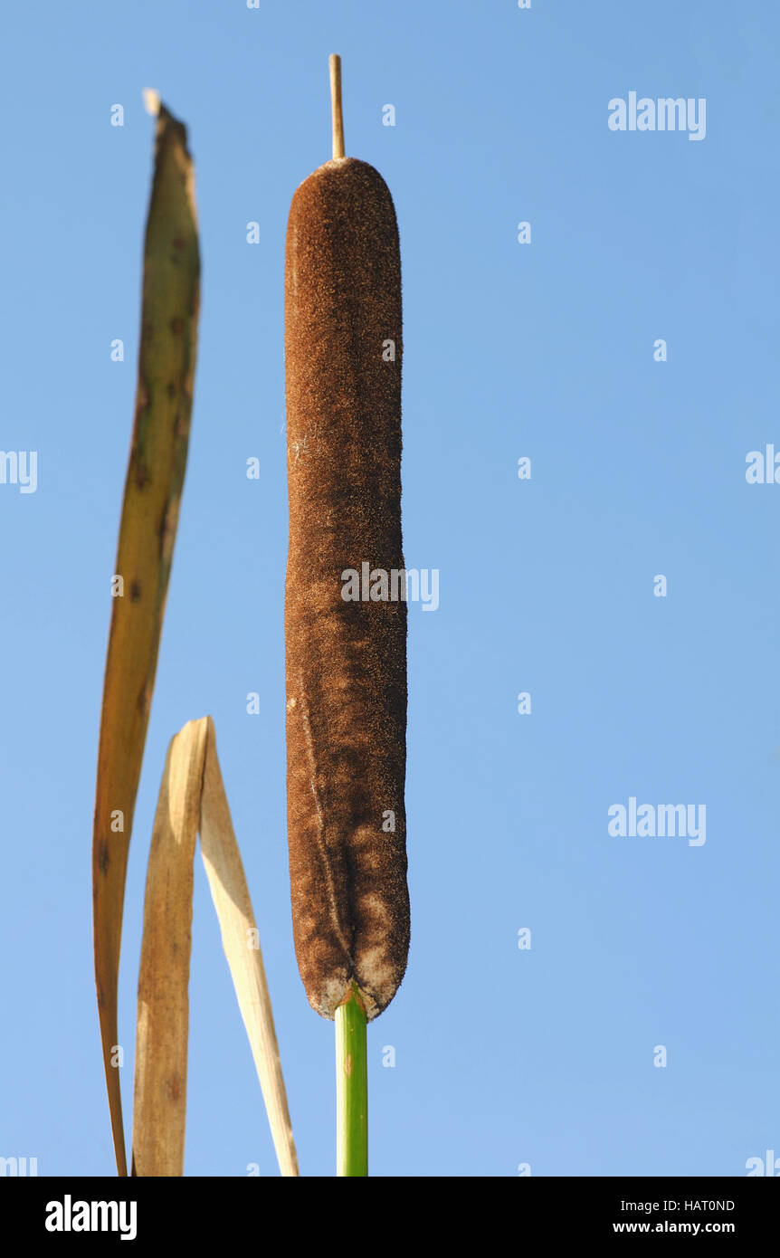 Typha angustifolia Banque de photographies et d’images à haute ...