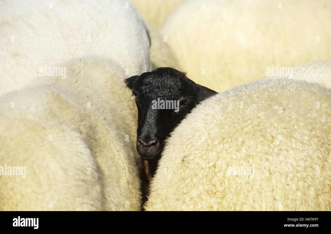 Rhoen schaf Banque de photographies et d’images à haute résolution - Alamy