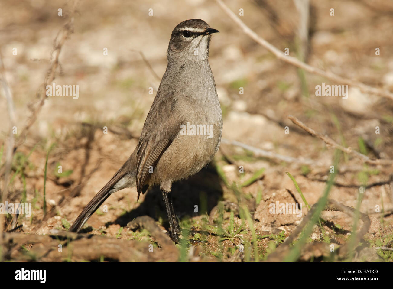 Karoo robin Banque de photographies et d’images à haute résolution - Alamy