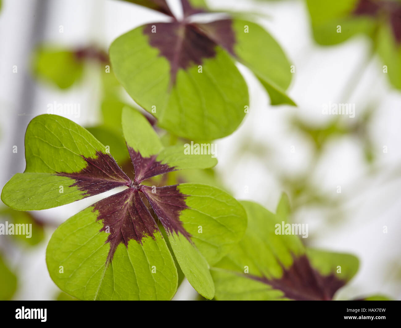 Lucky leaf Banque de photographies et d’images à haute résolution - Alamy