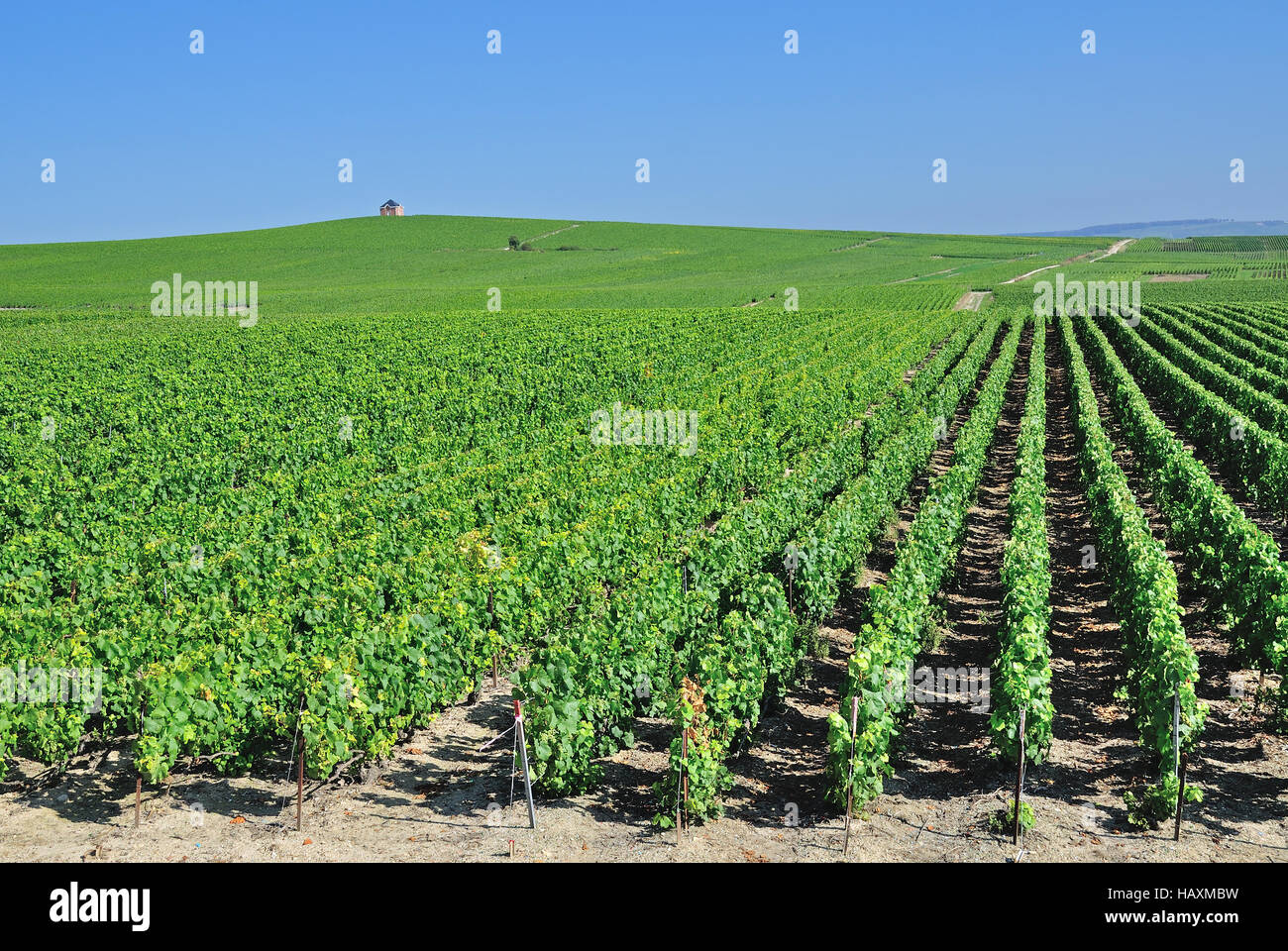 Paysage de vignoble de champagne Banque de photographies et d’images à ...