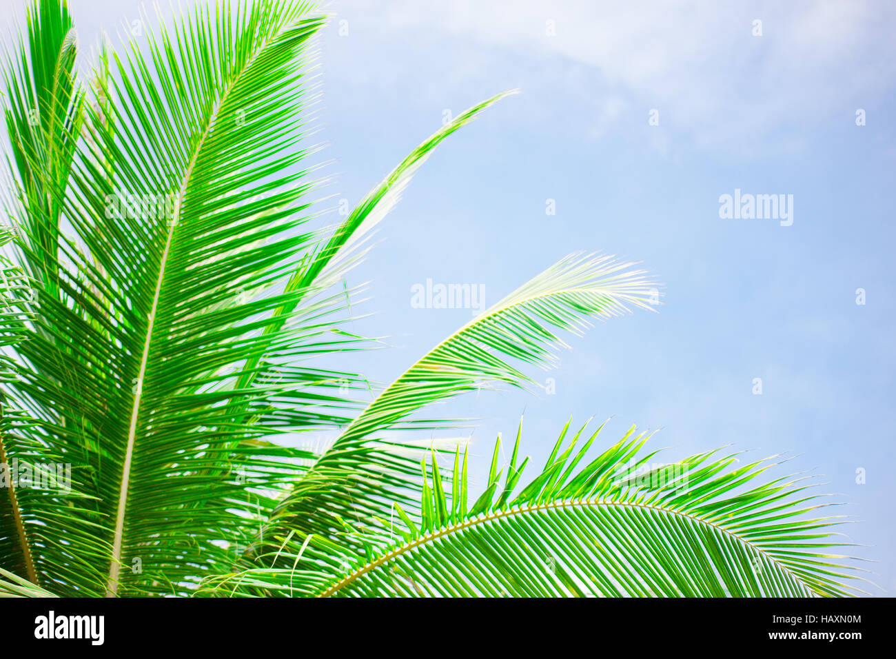 Feuilles de palmier rouge Banque de photographies et d’images à haute ...