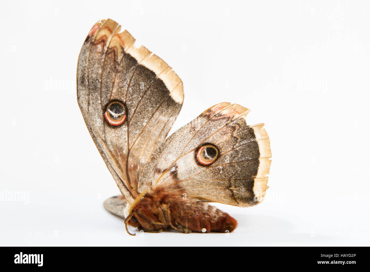 Papillon géant de la soie Banque de photographies et d’images à haute ... Papillon géant de la soie Banque de photographies et d’images à haute ...