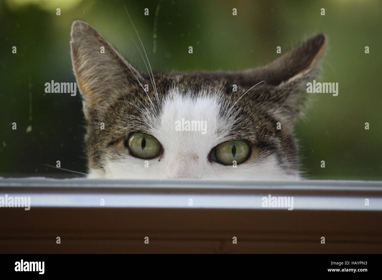 Cats eyes Banque de photographies et d’images à haute résolution - Alamy