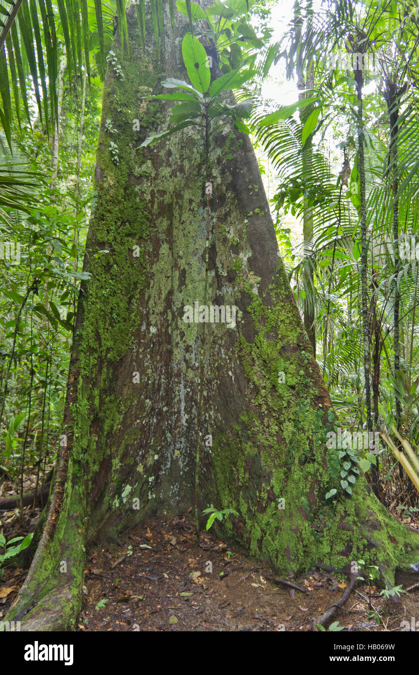 Le bassin amazonien Banque de photographies et d’images à haute ...